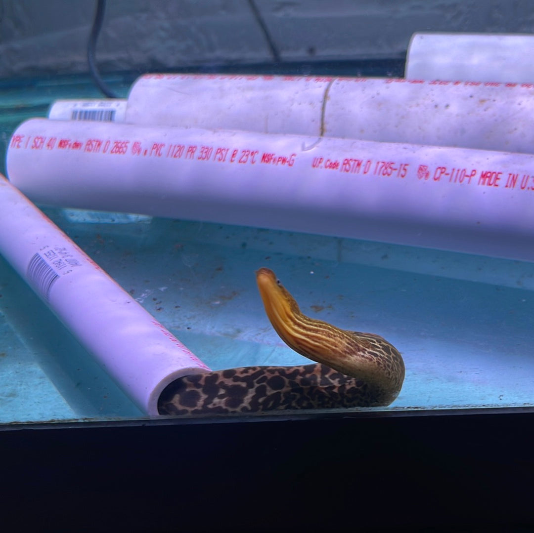 Tiger Moray Eel (Gymnothorax Polyuranodon) – monsteraquariumonline