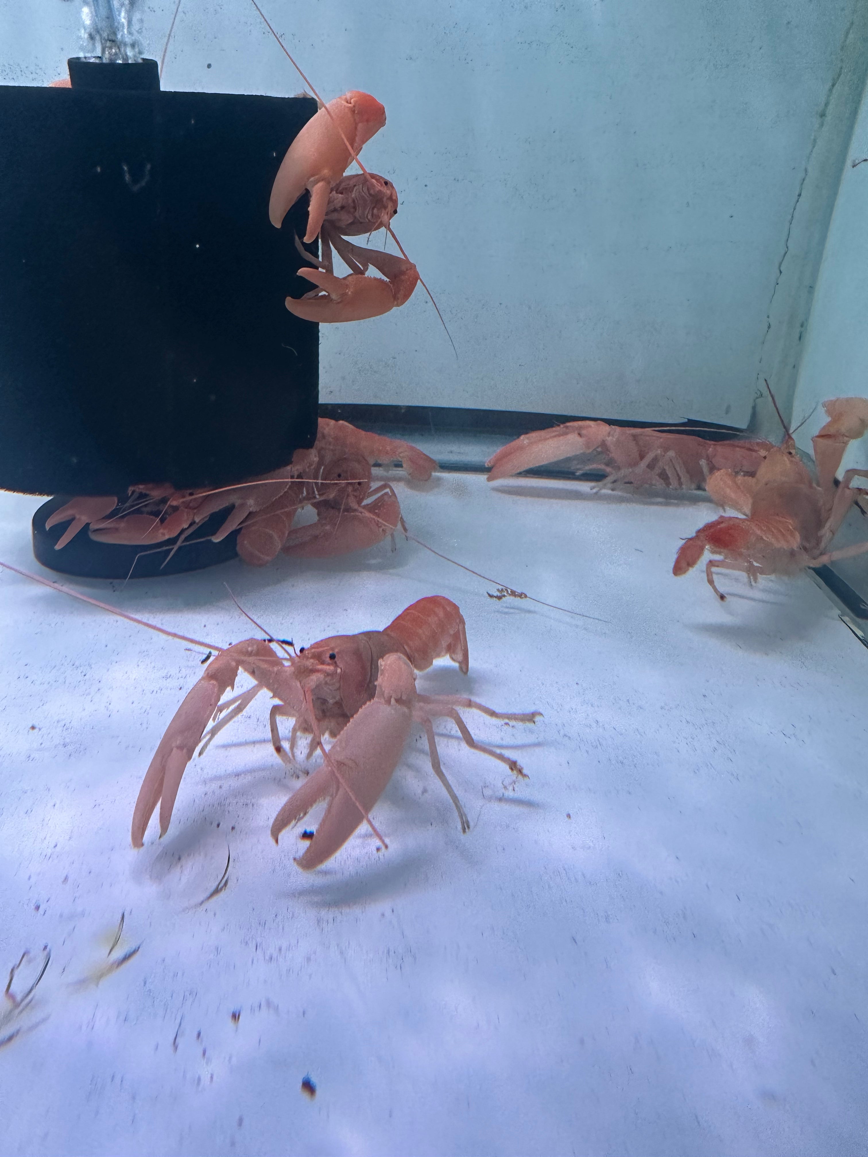 Orange Apricot Crayfish (Cherax holthuisi﻿ var. "Apricot ...
