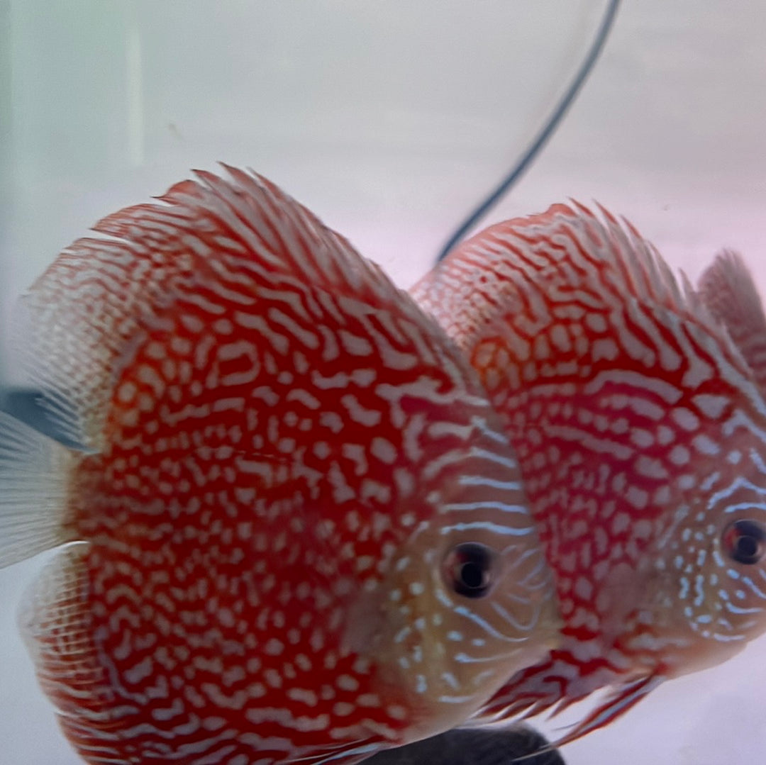 Discus Fish For Sale New York - Buy Discus Fish Online ...