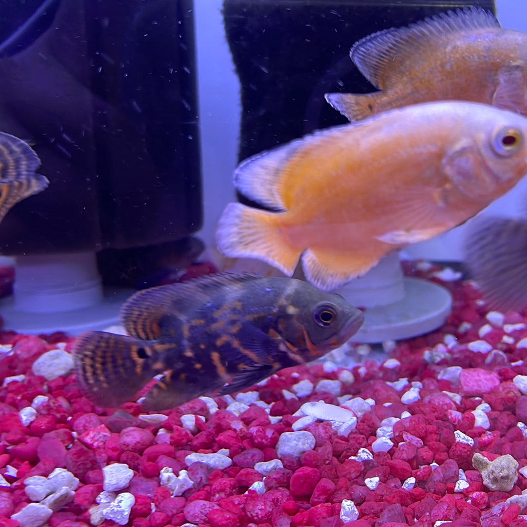 Assorted Oscar (Astronotus ocellatus) – monsteraquariumonline