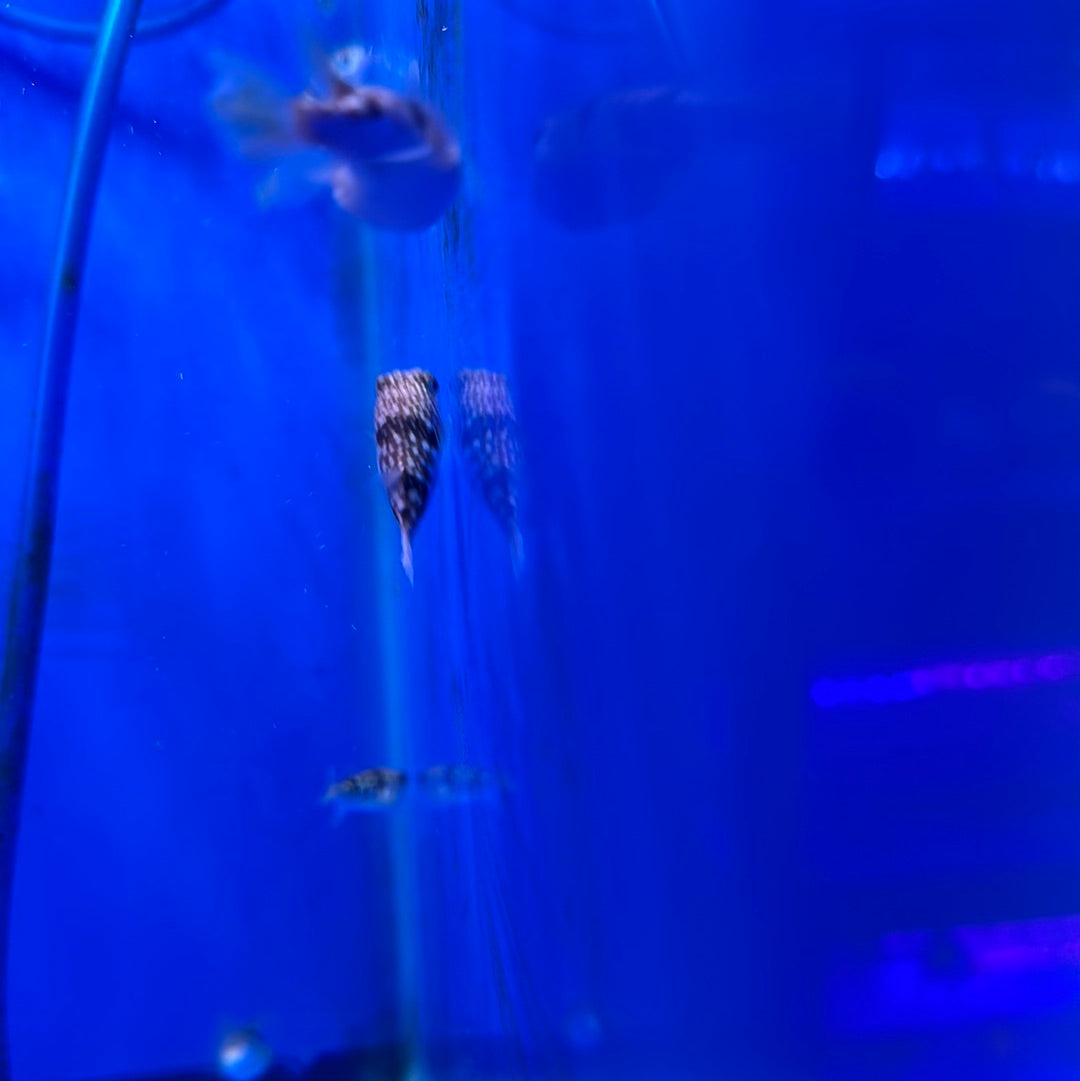 Milkspotted Puffer (Chelonodon patoca)