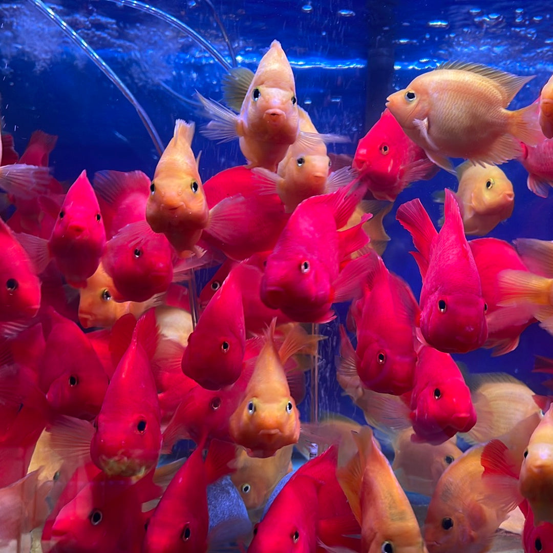 Monster Fish For Sale - Monster Aquarium – Page 2 – monsteraquariumonline