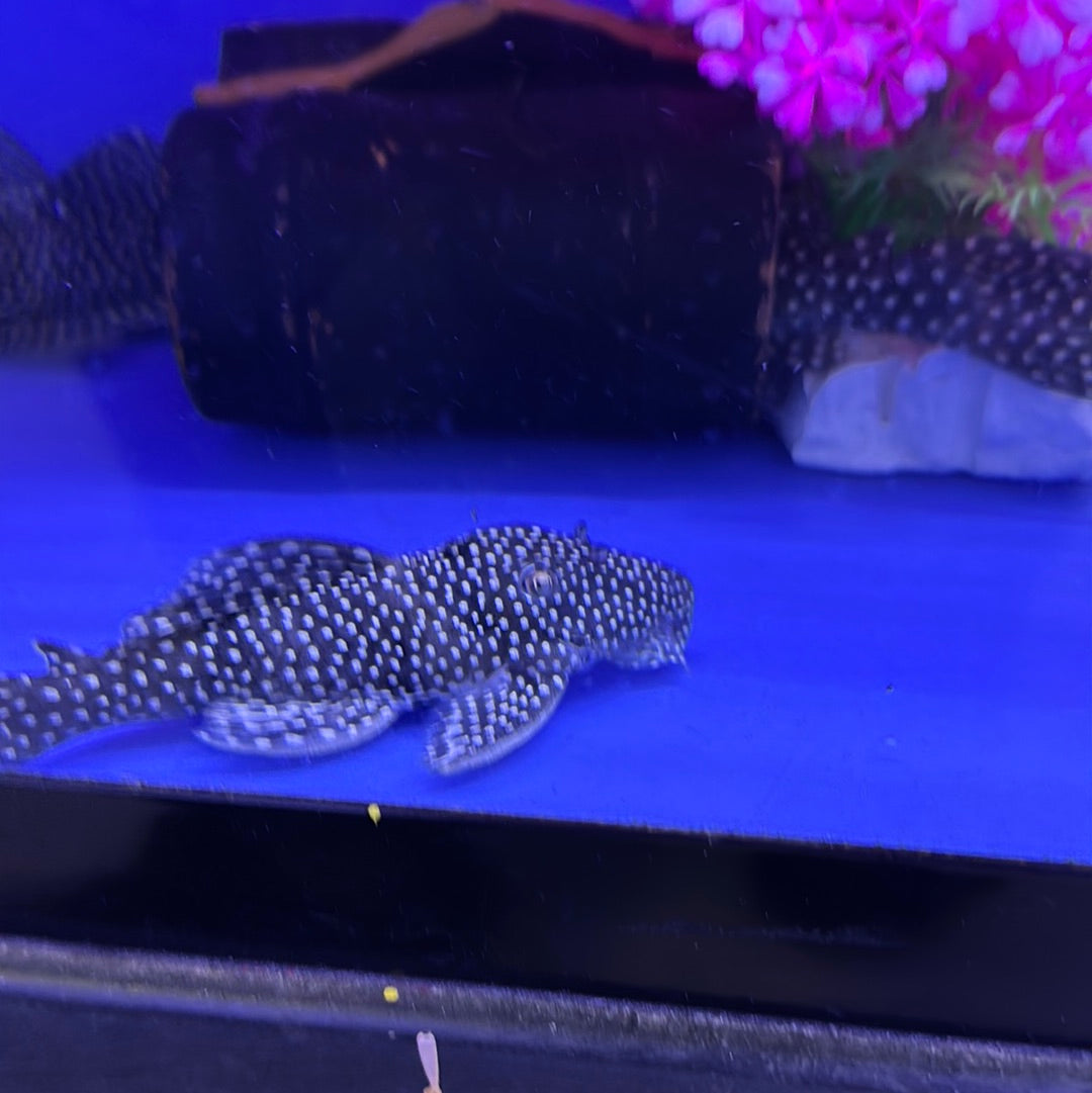 L29 Vampire Pleco (Leporacanthicus galaxias) – monsteraquariumonline