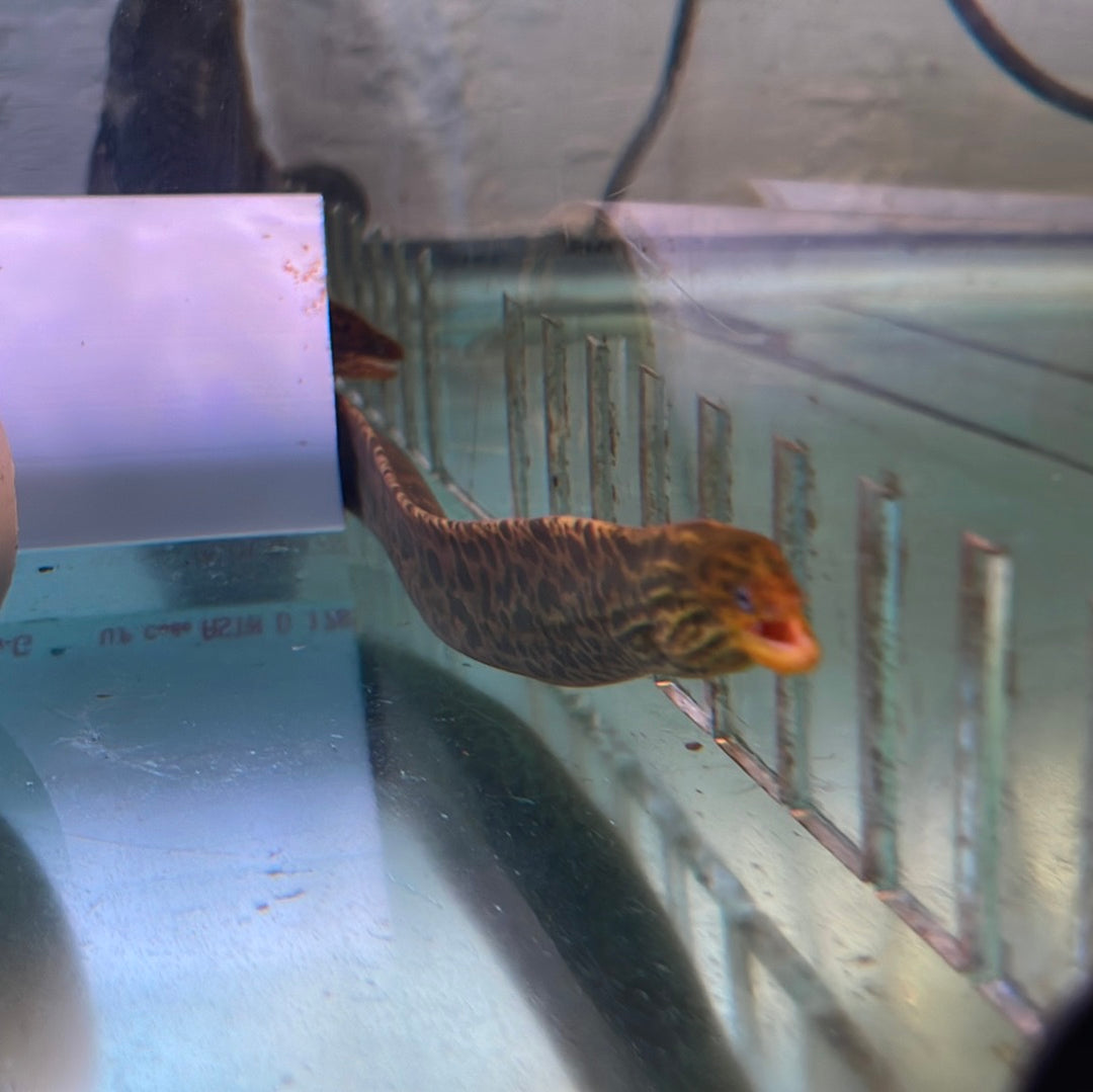 Tiger Moray Eel (Gymnothorax Polyuranodon) – monsteraquariumonline