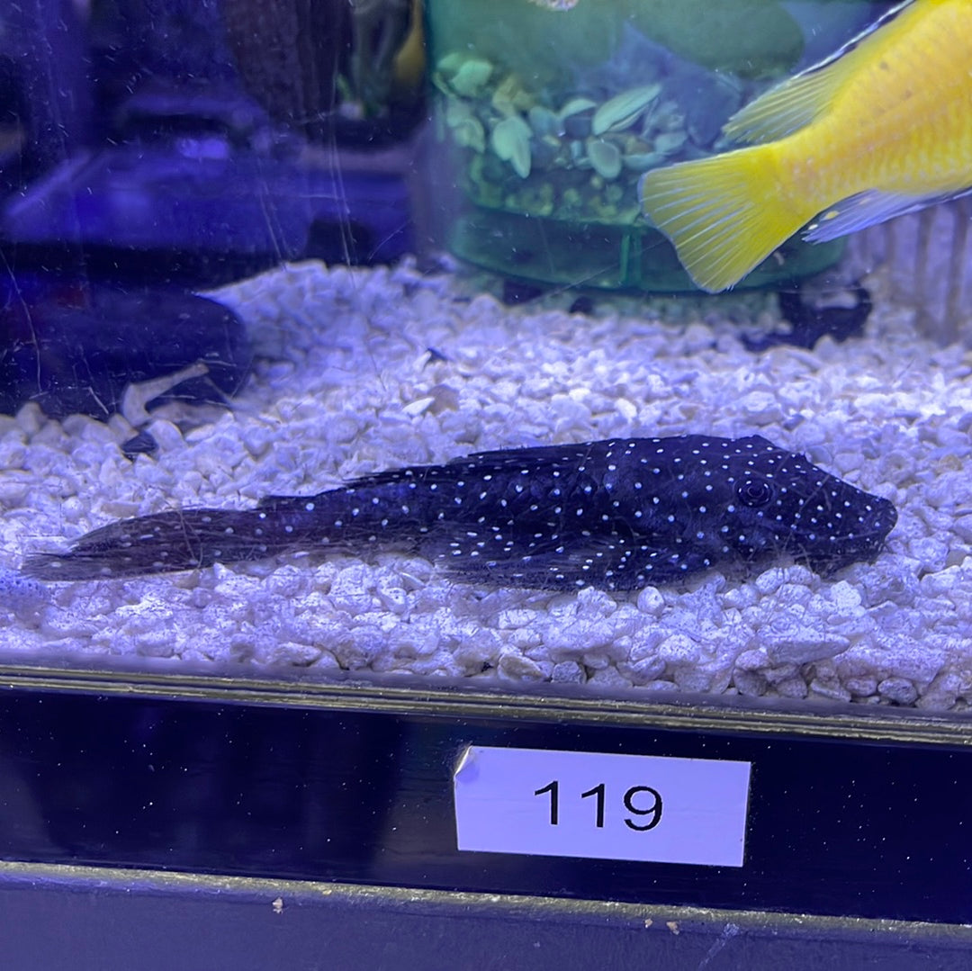 L235 Flat Flyer Pleco (Pseudolithoxus anthrax) – monsteraquariumonline