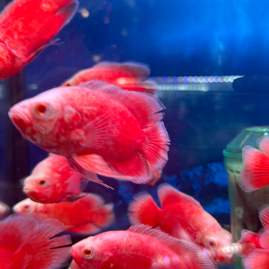 Fire Red Oscar (Astronotus ocellatus) – monsteraquariumonline