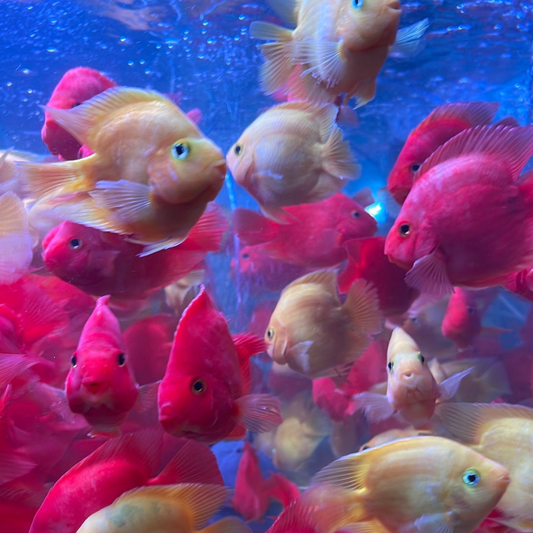 Ingot / king kong Parrot (Amphilophus citrinellus x Paraneetroplus syn ...