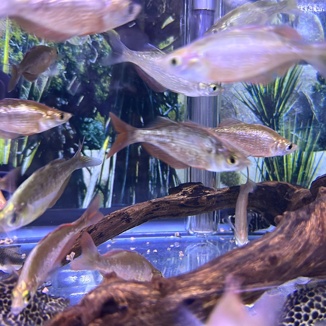 Red Rainbow ( Glossolepis incisus) – monsteraquariumonline