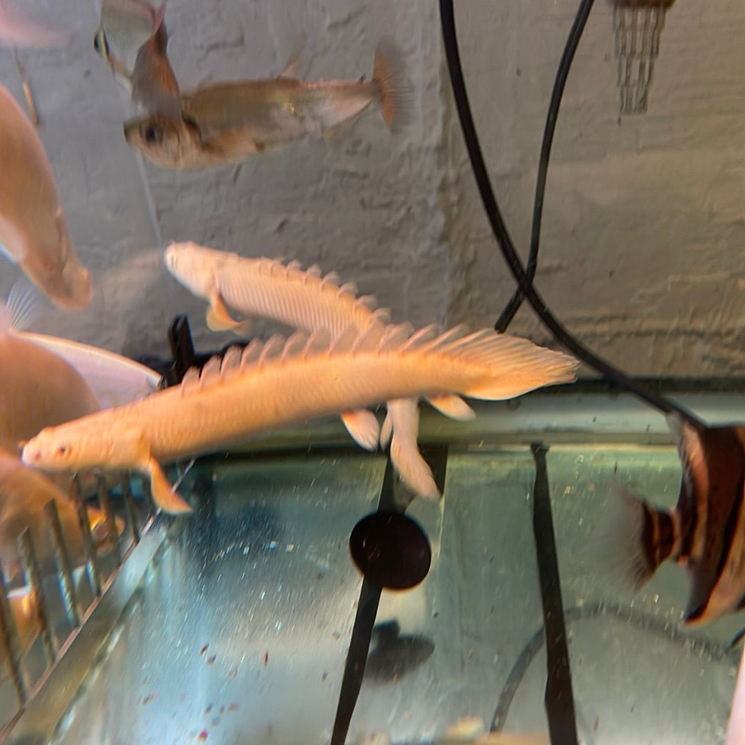 Platinum Endlicheri Polypterus Bichir (Polypterus endlicheri endlicher ...