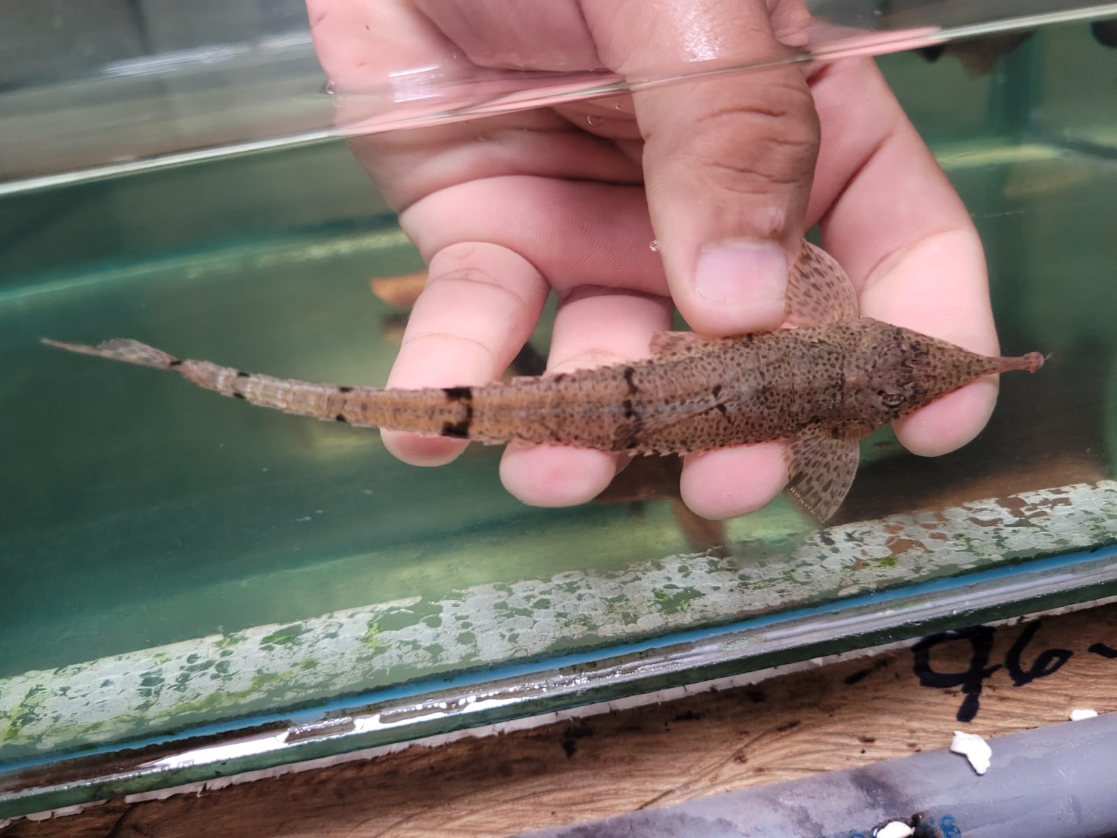 Knobnose Whiptail Catfish ( Hemiodontichthys acipenserinus ...