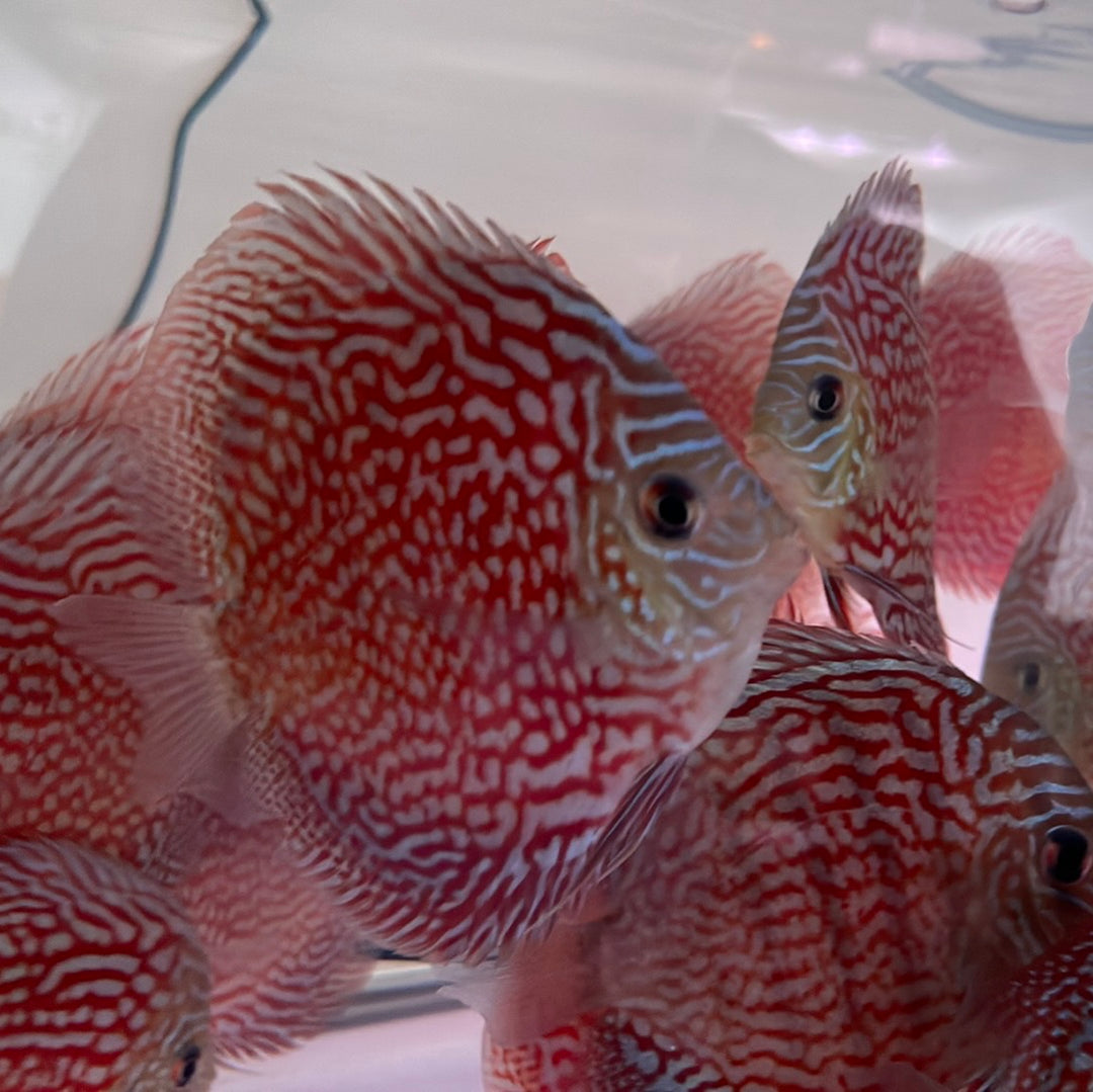 Red Diamond Discus (Symphysodon aequifasciatus) – monsteraquariumonline