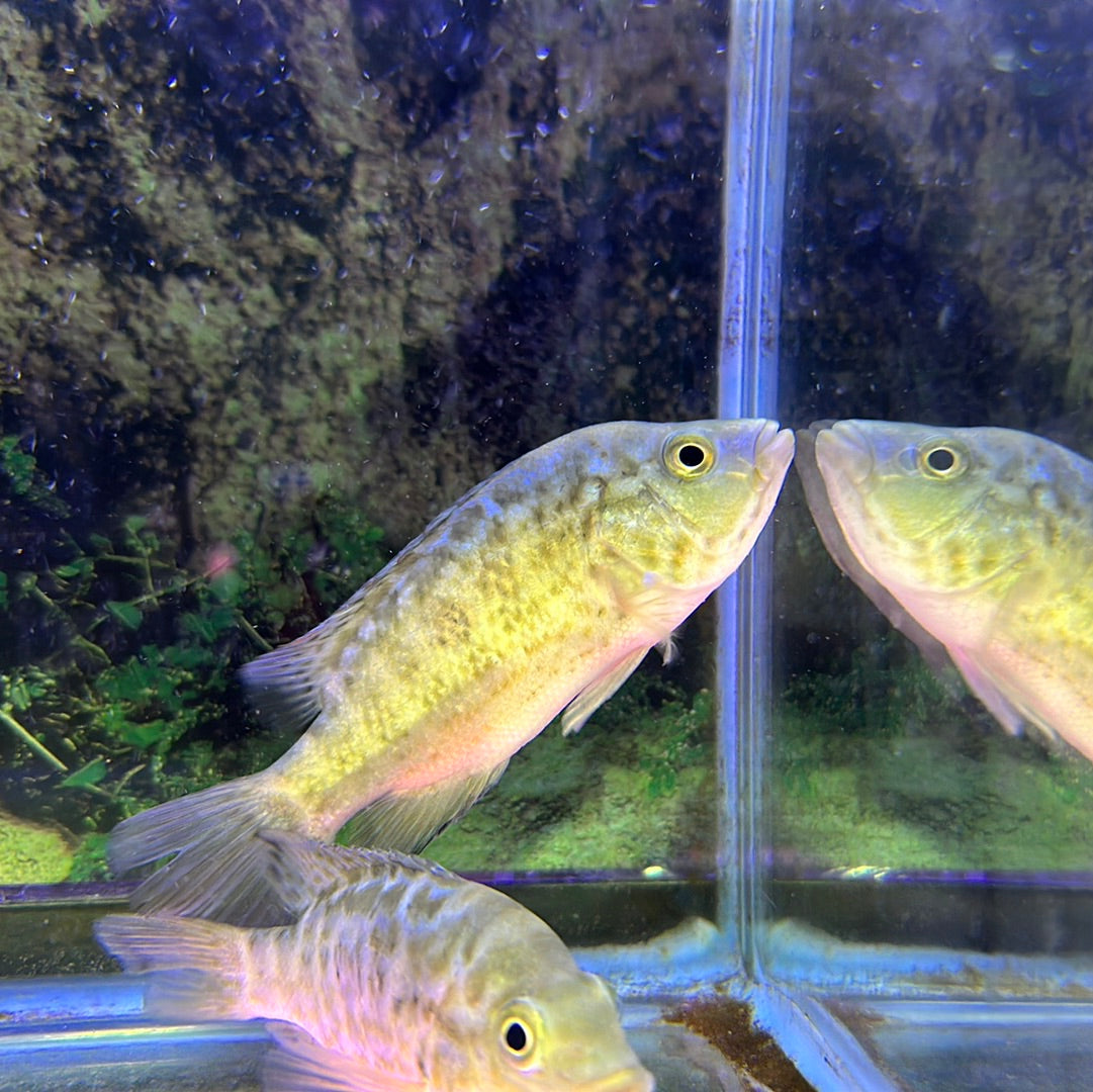 Cuban Cichlid ( Nandopsis Tetracanthus ) – monsteraquariumonline