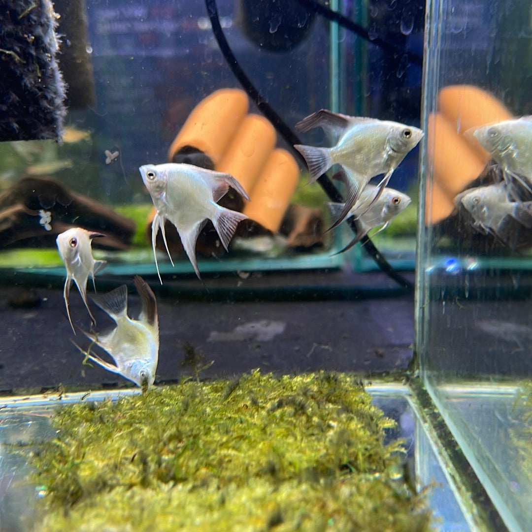 Live Aquarium Freshwater Angelfish For Sale - Monster Aquarium ...