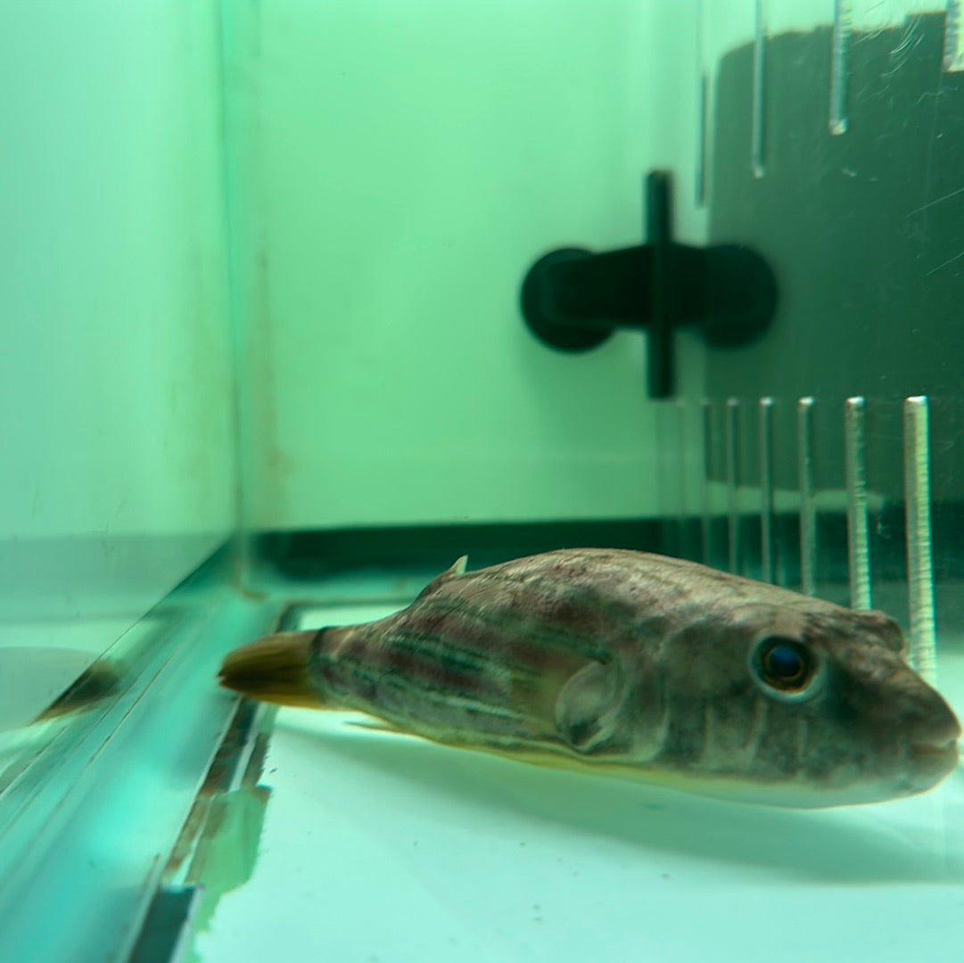 Aquarium Puffer Fish For Sale - Monster aquarium – monsteraquariumonline