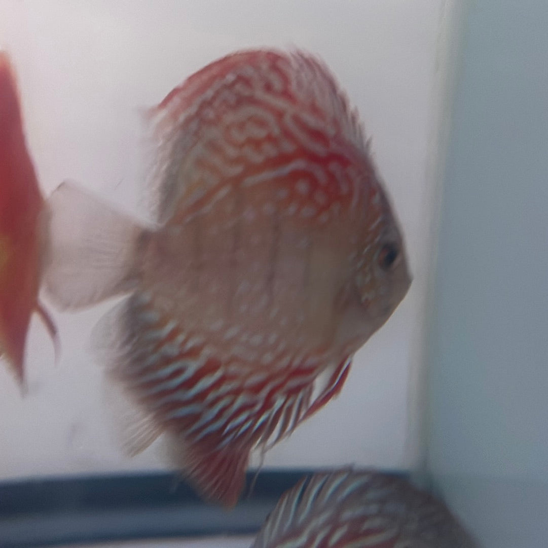 Red Turquoise Discus (Symphysodon aequifasciatus) – monsteraquariumonline