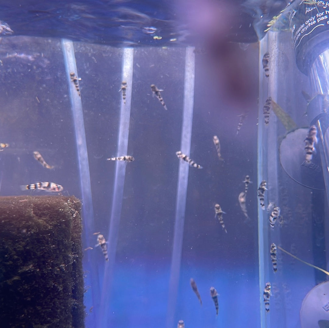 Goby – monsteraquariumonline