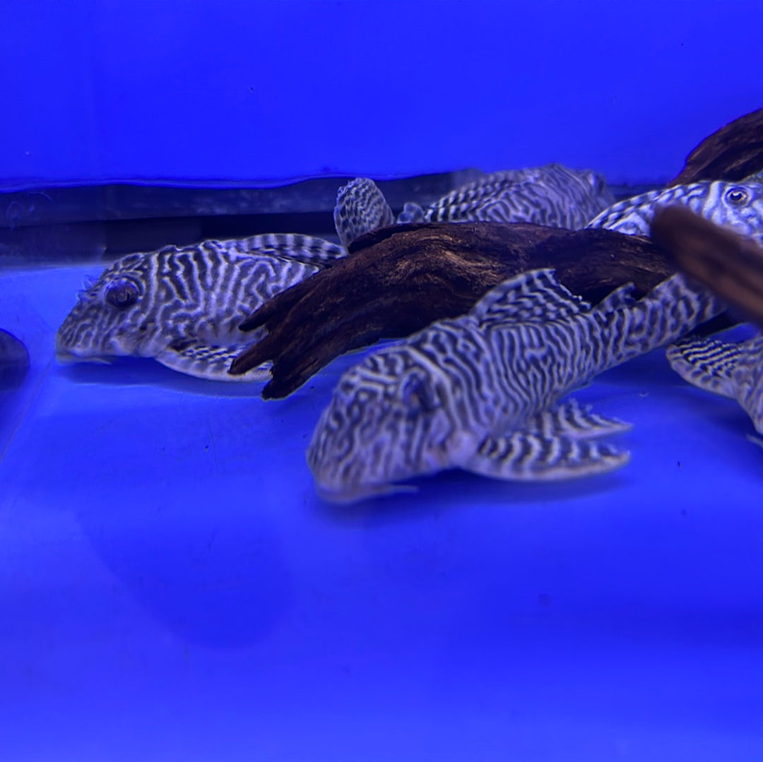 L333 Yellow King Tiger Pleco (Hypancistrus sp.) – monsteraquariumonline