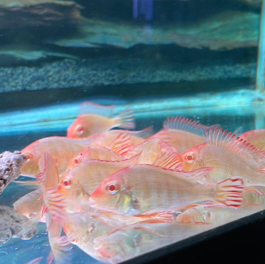 Albino Red Head Tapajos Geophagus Cichlid (Geophagus sp. "Red Head Tap ...