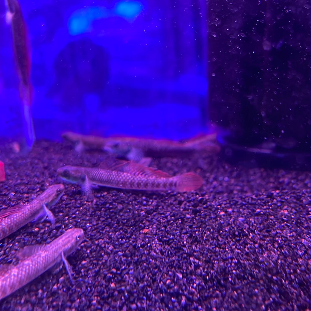 Red Neon Stiphodon Goby (Stiphodon sp.) – monsteraquariumonline