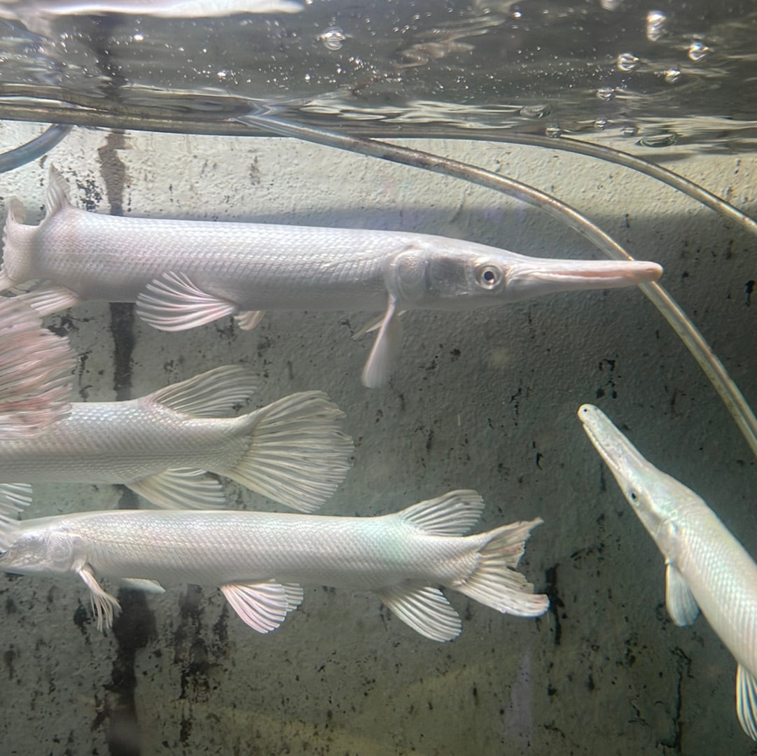 Platinum Alligator Gar (Atractosteus Spatula)