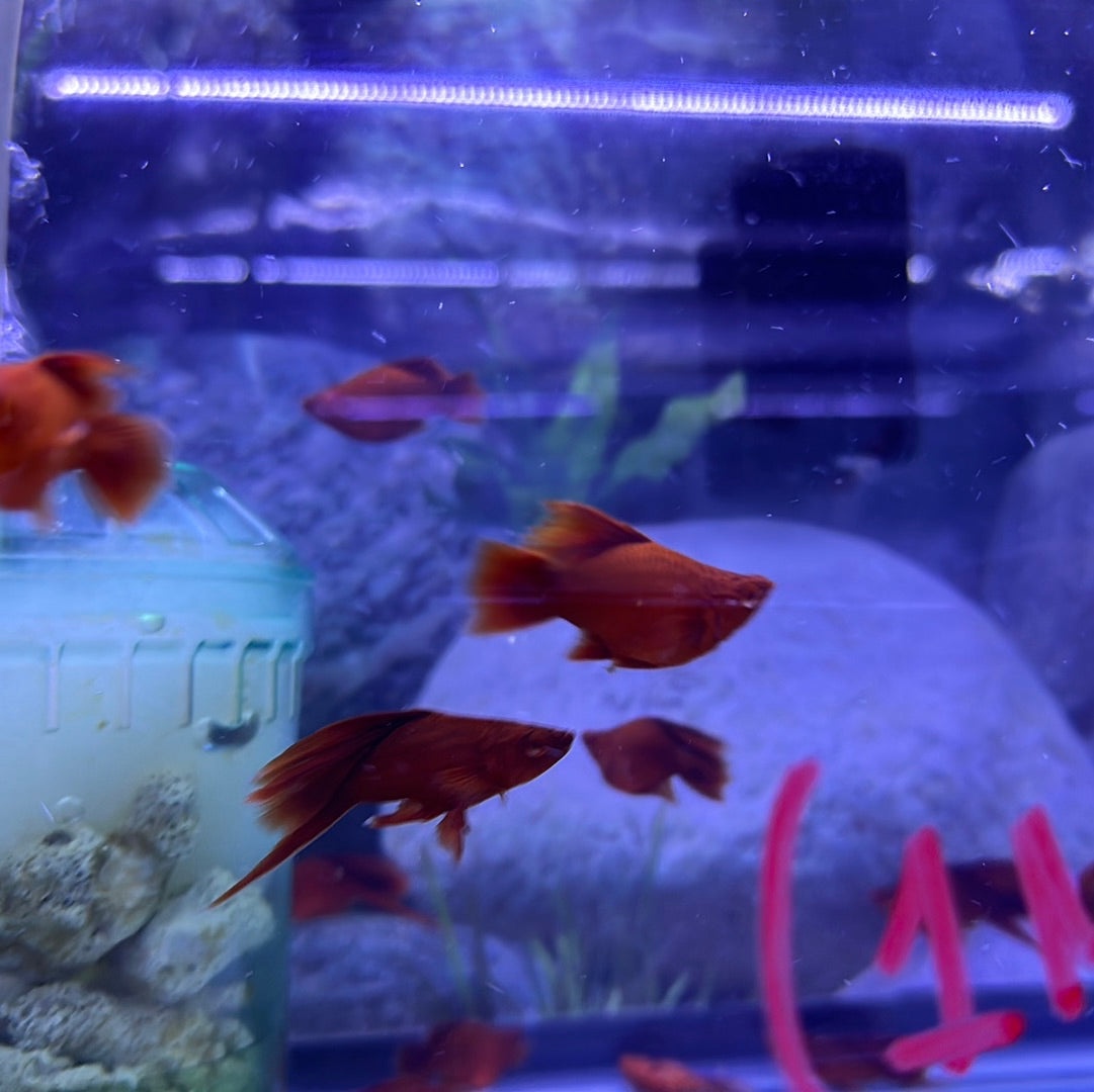 Balloon Super Red Albino Cauliflower Swordtail (Xiphophorus Helleri ...