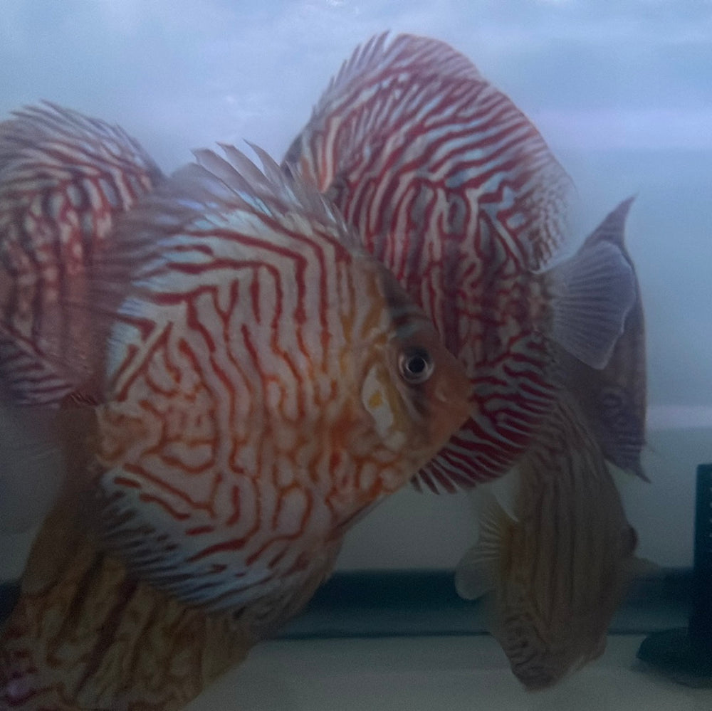 Tiger Turquoise Discus (Symphysodon aequifasciatus)