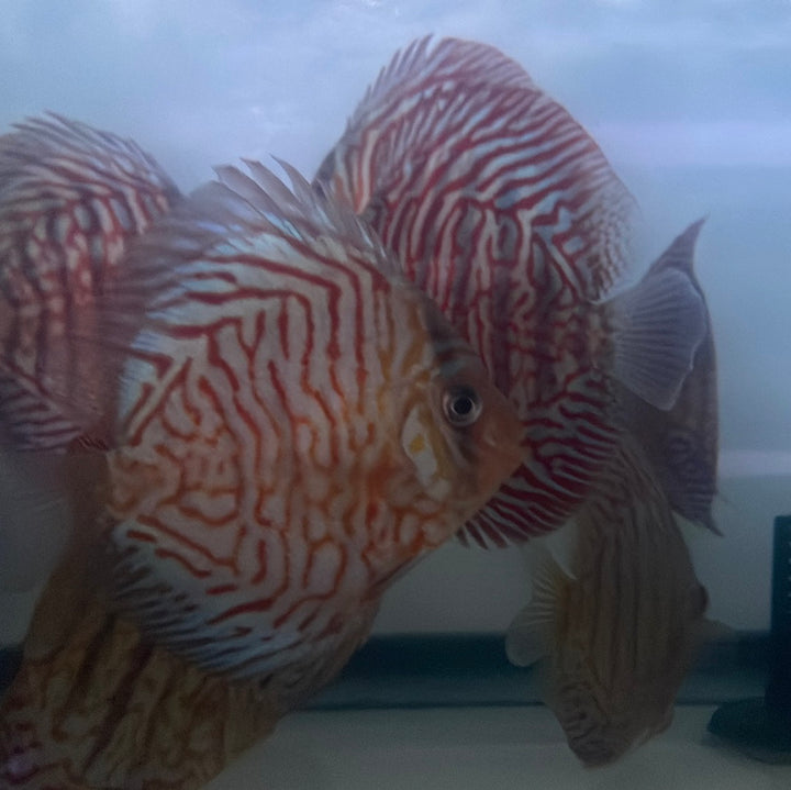 Discus Fish For Sale New York - Buy Discus Fish Online ...
