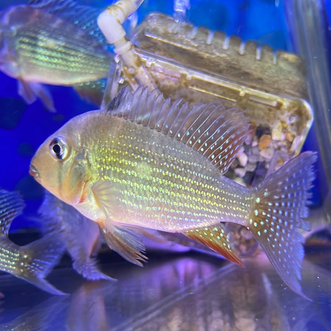 Buy Geophagus Fish Online - Monster Aaquarium – monsteraquariumonline