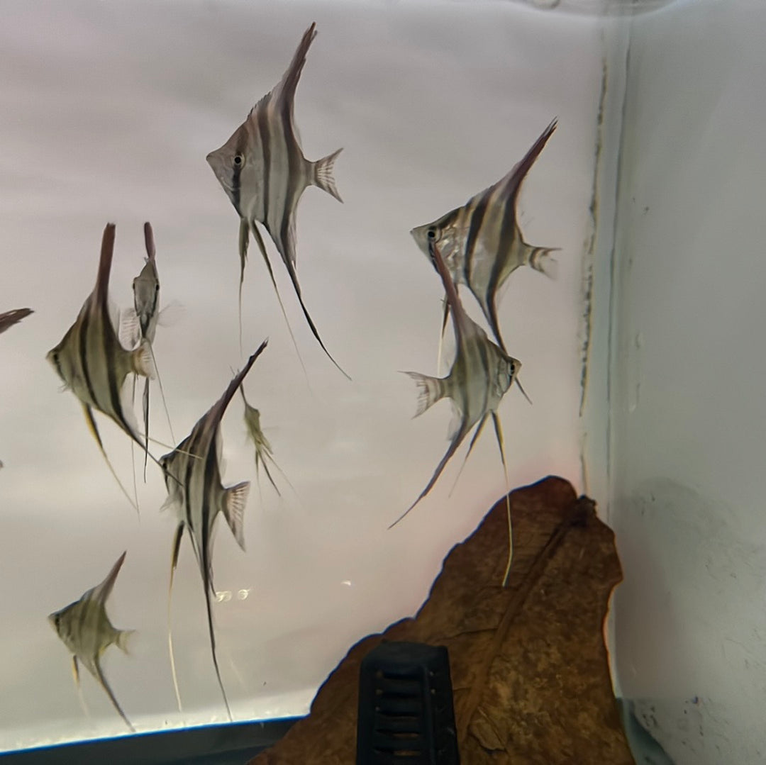 Altum Angel (Pterophyllum altum) – monsteraquariumonline