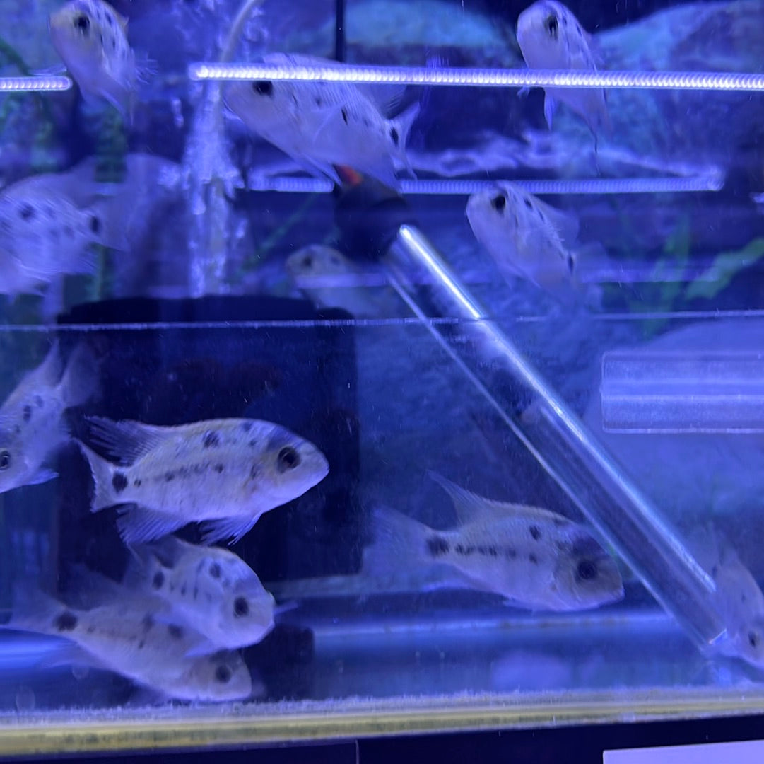 Silver Cichlid ( Vieja Argenteus ) – monsteraquariumonline