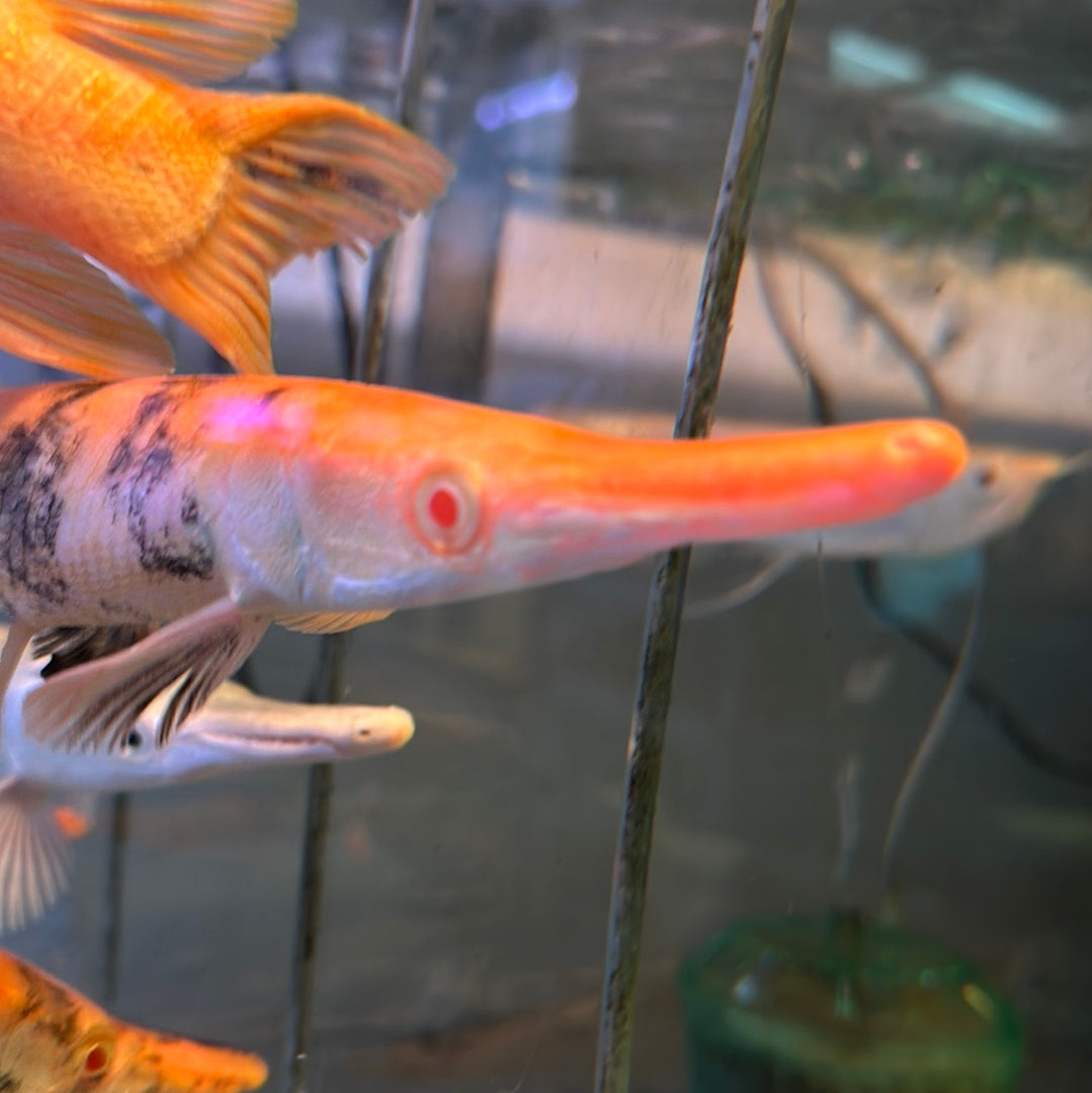 Albino Gold Marbled Alligator Gar (Atractosteus Spatula ...