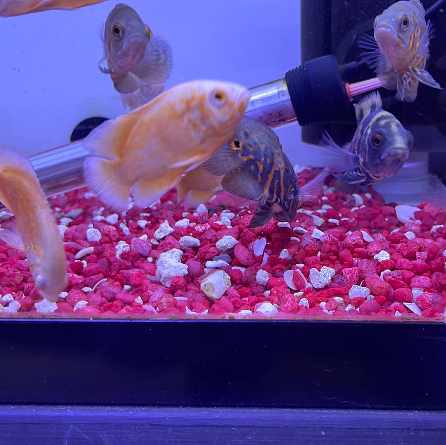 Monster Fish For Sale - Monster Aquarium – monsteraquariumonline
