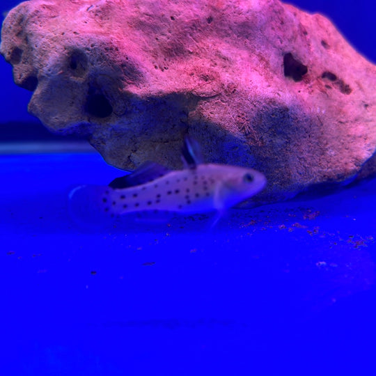 Knight Goby (Stigmatogobius sadanundio) – monsteraquariumonline