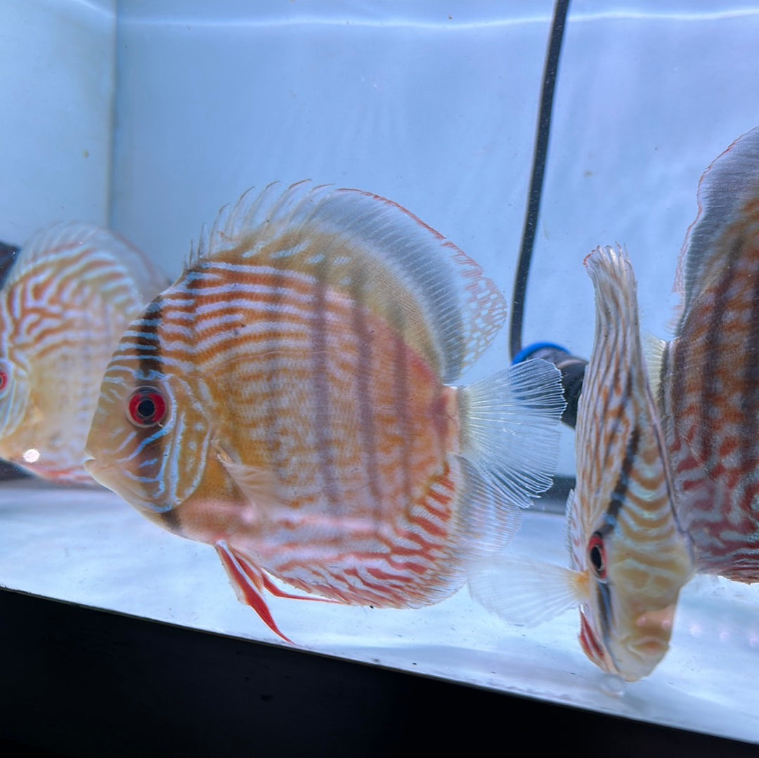 Discus Fish For Sale New York - Buy Discus Fish Online – Page 2 ...