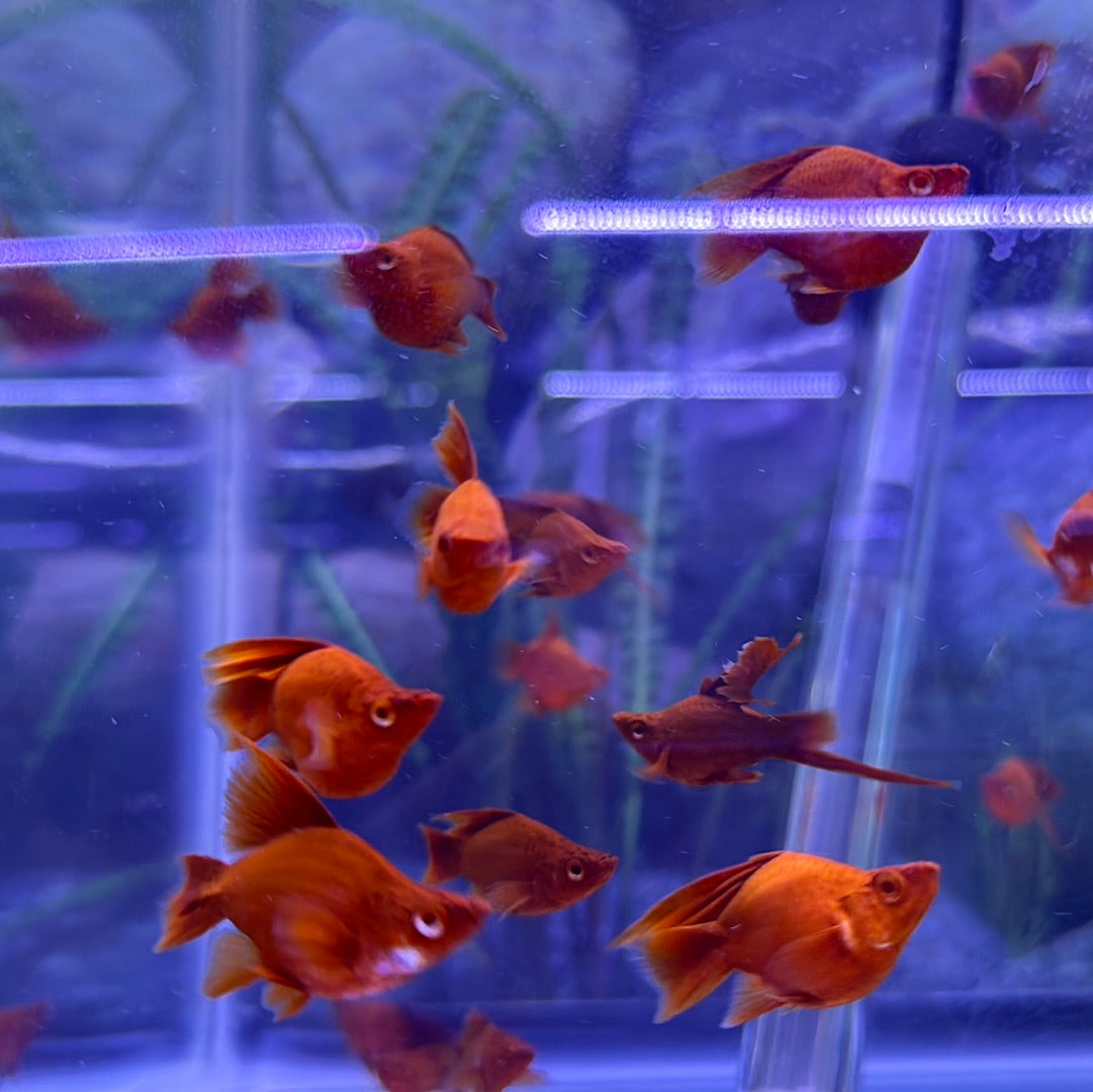 Balloon Super Red Albino Cauliflower Swordtail (Xiphophorus Helleri ...