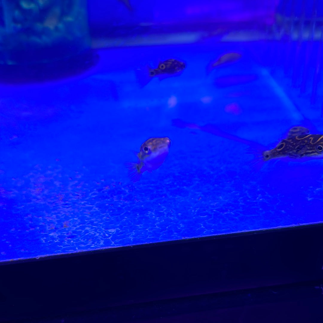 Aquarium Puffer Fish For Sale - Monster aquarium – monsteraquariumonline