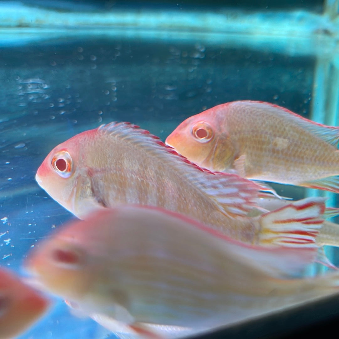 Buy Geophagus Fish Online - Monster Aaquarium – monsteraquariumonline