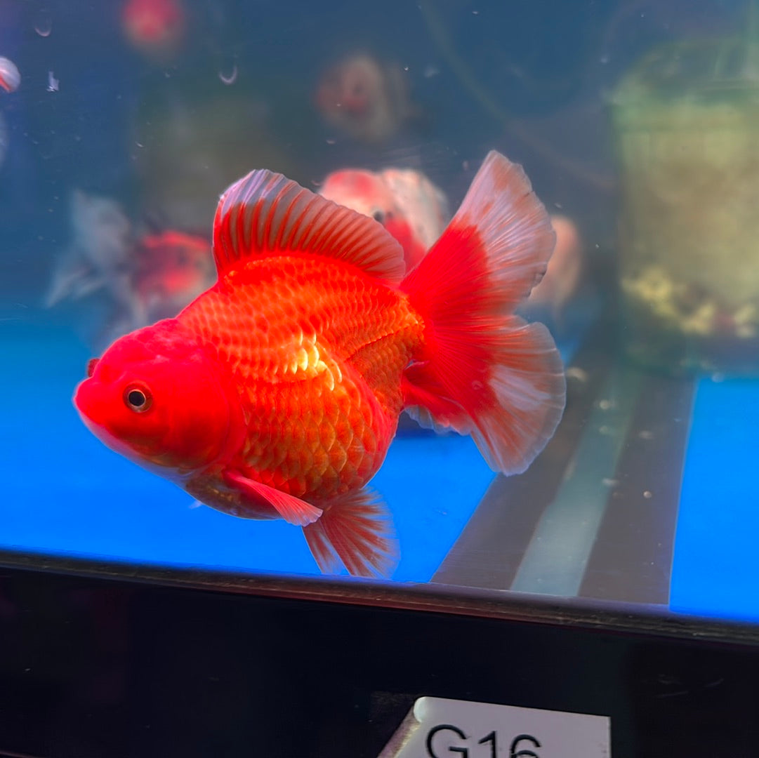 A Grade Thai Oranda Goldfish (Carassius Auratus) – monsteraquariumonline