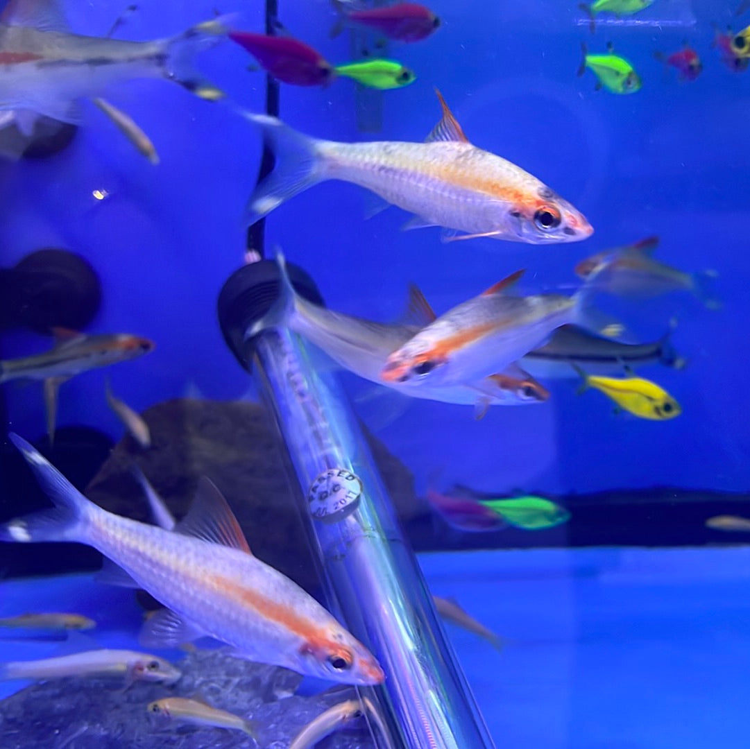 Gold Roseline barb (Puntius denisonii)