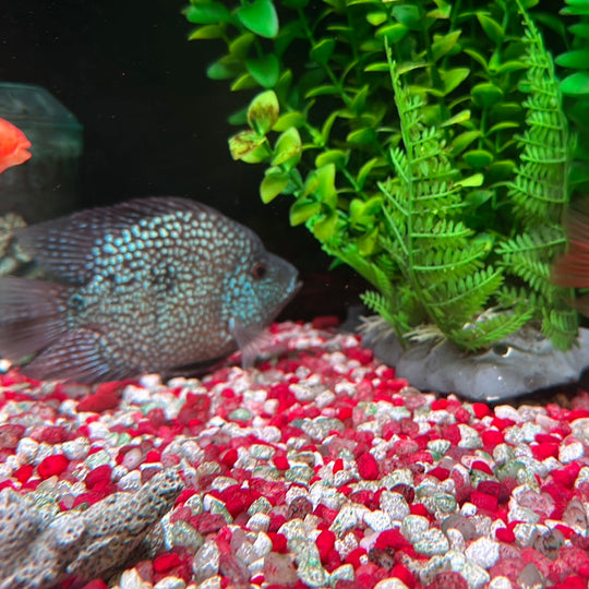 Balloon Green Texas Cichlid (Herichthys carpintis) – monsteraquariumonline