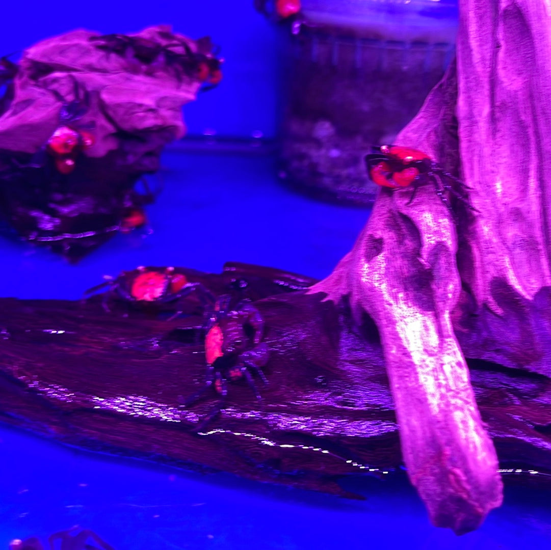 Buy Crustacean Online - Monster Aquarium – monsteraquariumonline