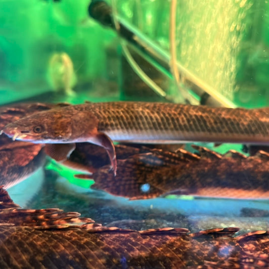 Teugelsi Polypterus Bichir (Polypterus teugelsi) – monsteraquariumonline