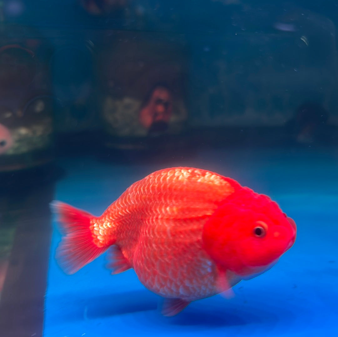 Ranchu Goldfish For Sale - Aquarium Fish – monsteraquariumonline
