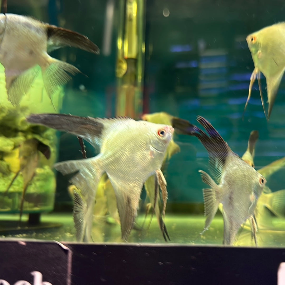 Bulgarian seal point Angel (Pterophyllum scalare) – monsteraquariumonline