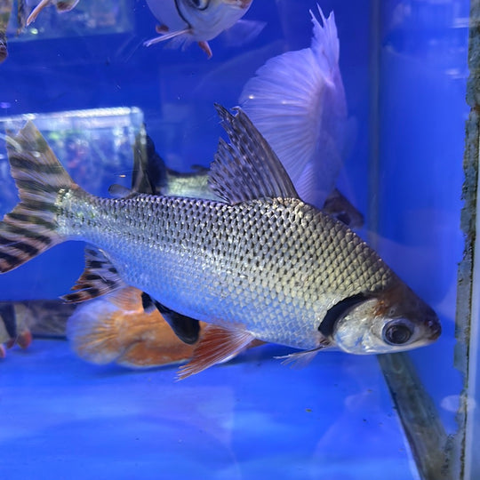Flagtail Red Fin Prochilodus (Semaprochilodus insignis ...