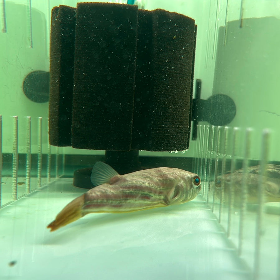 Aquarium Puffer Fish For Sale - Monster aquarium – monsteraquariumonline