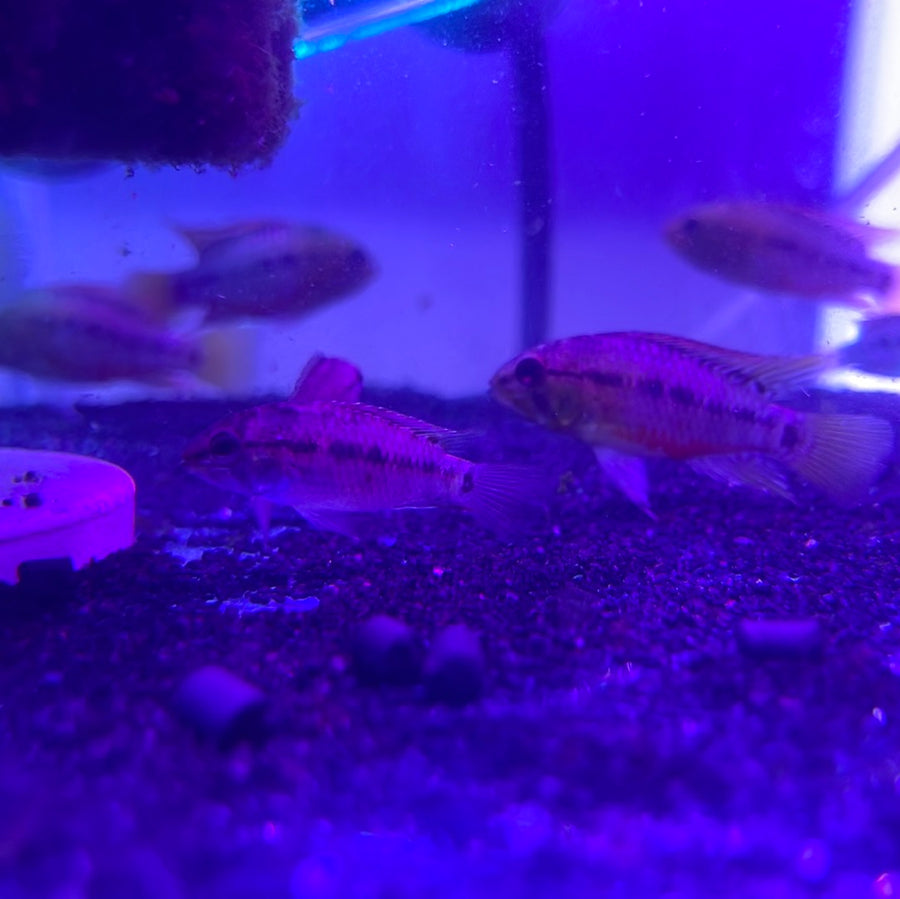 Apistogramma Hongsloi Red Gold Pair ( 1M , 1 F ) – monsteraquariumonline